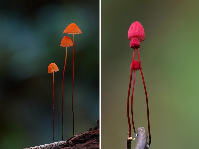 Steve Axford's Amazing Photographs of Mushrooms. Simply, Gorgeous ...