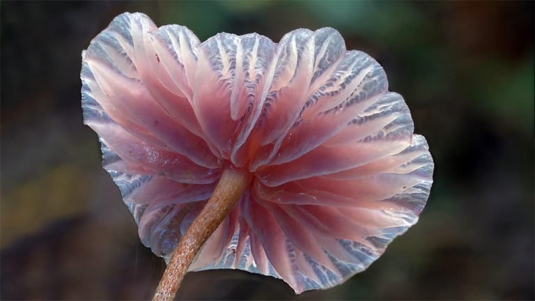 Steve Axford's Amazing Photographs of Mushrooms. Simply, Gorgeous ...