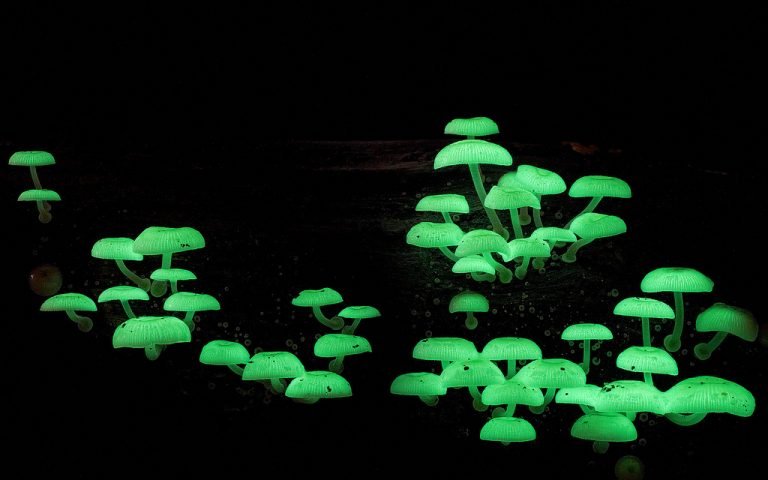 Steve Axford's Amazing Photographs of Mushrooms. Simply, Gorgeous ...