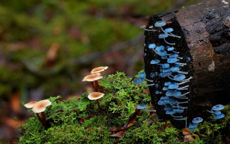 Steve Axford's Amazing Photographs of Mushrooms. Simply, Gorgeous ...