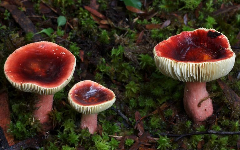 Steve Axford's Amazing Photographs of Mushrooms. Simply, Gorgeous ...