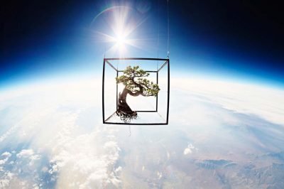 Gallery Exobiotanica: The 13,000 Photos of Bonsai and Flowers in Space ...